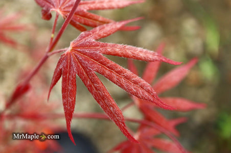 Buy Acer palmatum 'Red Baron' Japanese Maple — Mr Maple │ Buy Japanese ...