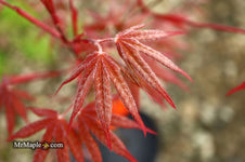 Buy Acer palmatum 'Red Baron' Japanese Maple — Mr Maple │ Buy Japanese ...