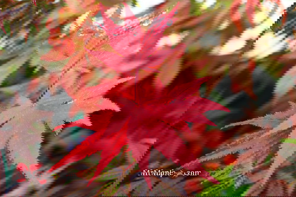 Buy Acer palmatum 'Red Baron' Japanese Maple — Mr Maple │ Buy Japanese ...