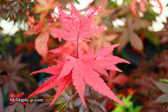 Buy Acer palmatum 'Red Baron' Japanese Maple — Mr Maple │ Buy Japanese ...
