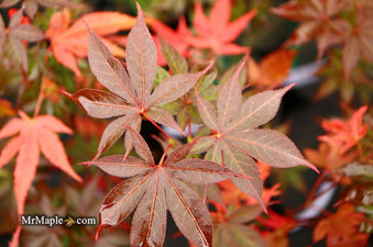 Buy Acer palmatum 'Red Baron' Japanese Maple — Mr Maple │ Buy Japanese ...