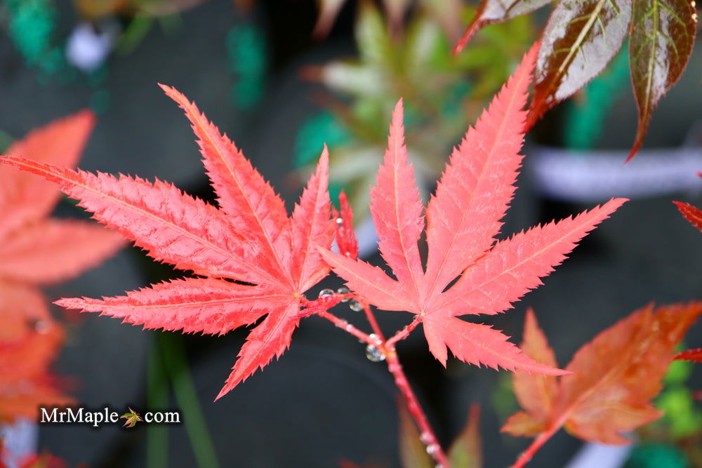 Buy Acer palmatum 'Red Baron' Japanese Maple — Mr Maple │ Buy Japanese ...