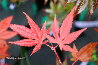 Buy Acer palmatum 'Red Baron' Japanese Maple — Mr Maple │ Buy Japanese ...