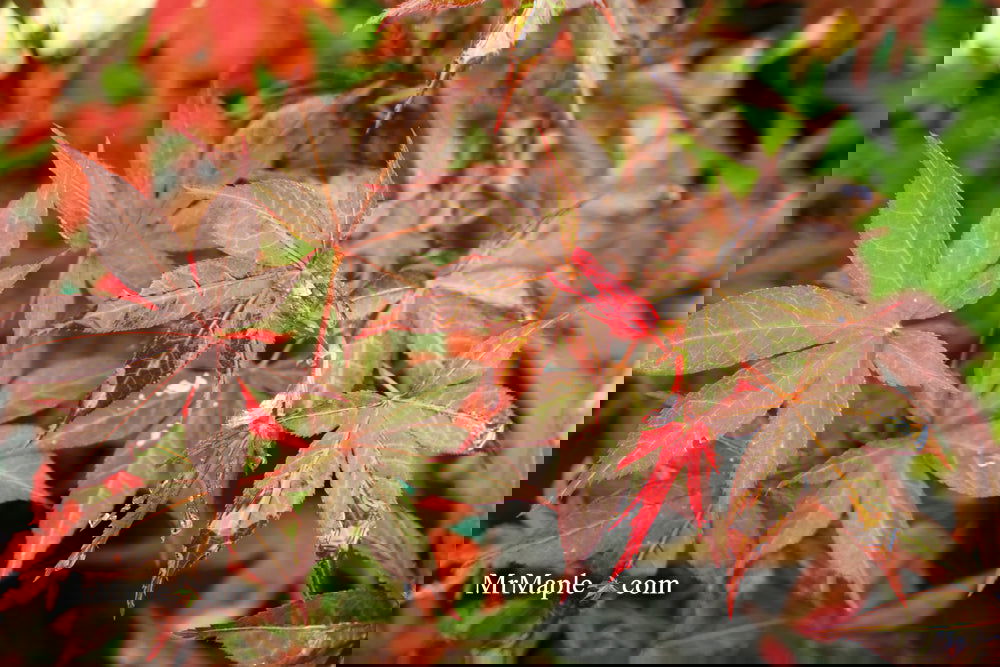 Buy Acer palmatum 'Red Baron' Japanese Maple — Mr Maple │ Buy Japanese ...