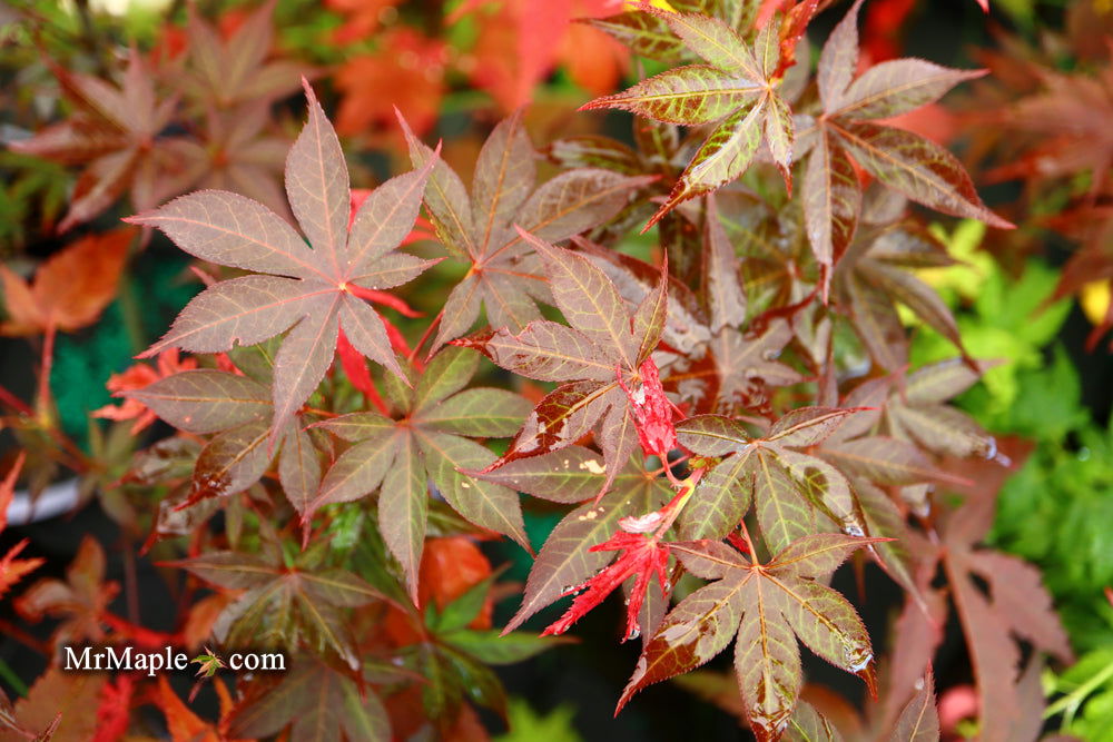 Buy Acer palmatum 'Red Baron' Japanese Maple — Mr Maple │ Buy Japanese ...