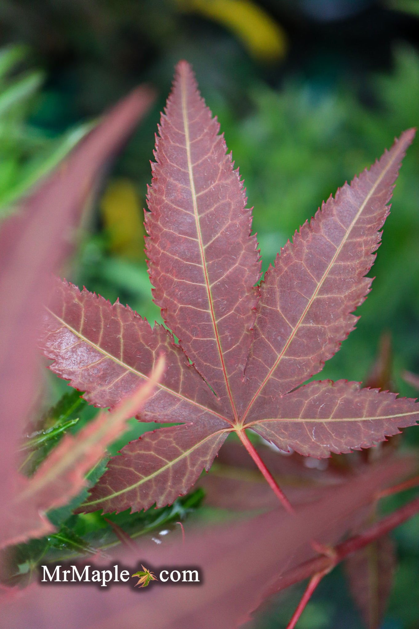 Buy Acer palmatum 'Red Baron' Japanese Maple — Mr Maple │ Buy Japanese ...