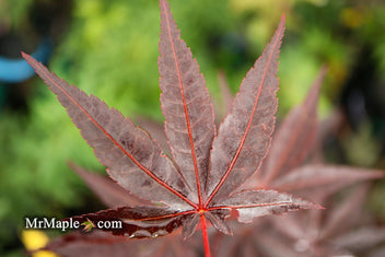 Buy Acer palmatum 'Red Baron' Japanese Maple — Mr Maple │ Buy Japanese ...