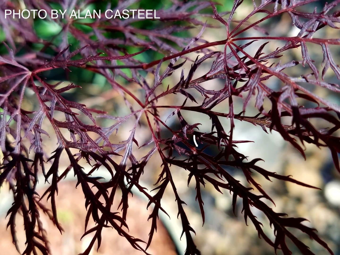 Buy Acer palmatum 'Red Feathers’ Dwarf Japanese Maple — Mr Maple │ Buy ...