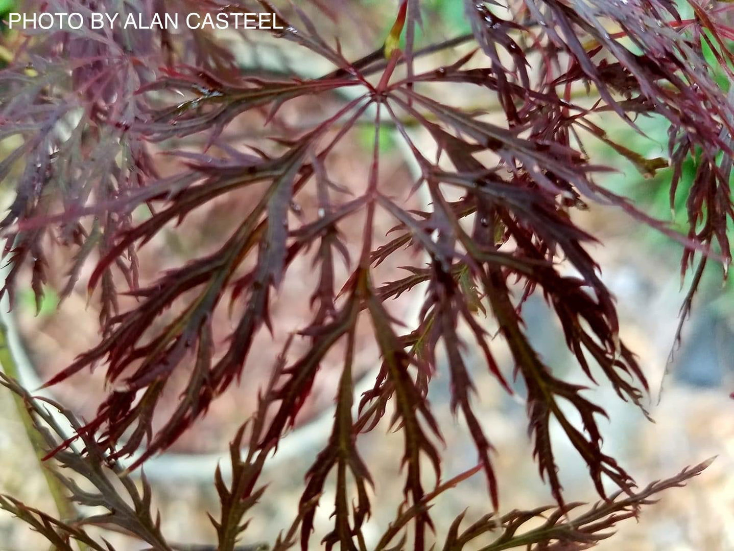 Buy Acer palmatum 'Red Feathers’ Dwarf Japanese Maple — Mr Maple │ Buy ...
