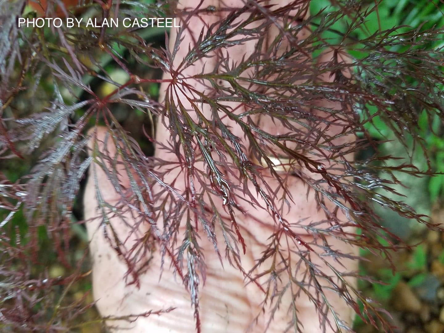 Buy Acer palmatum 'Red Feathers’ Dwarf Japanese Maple — Mr Maple │ Buy ...