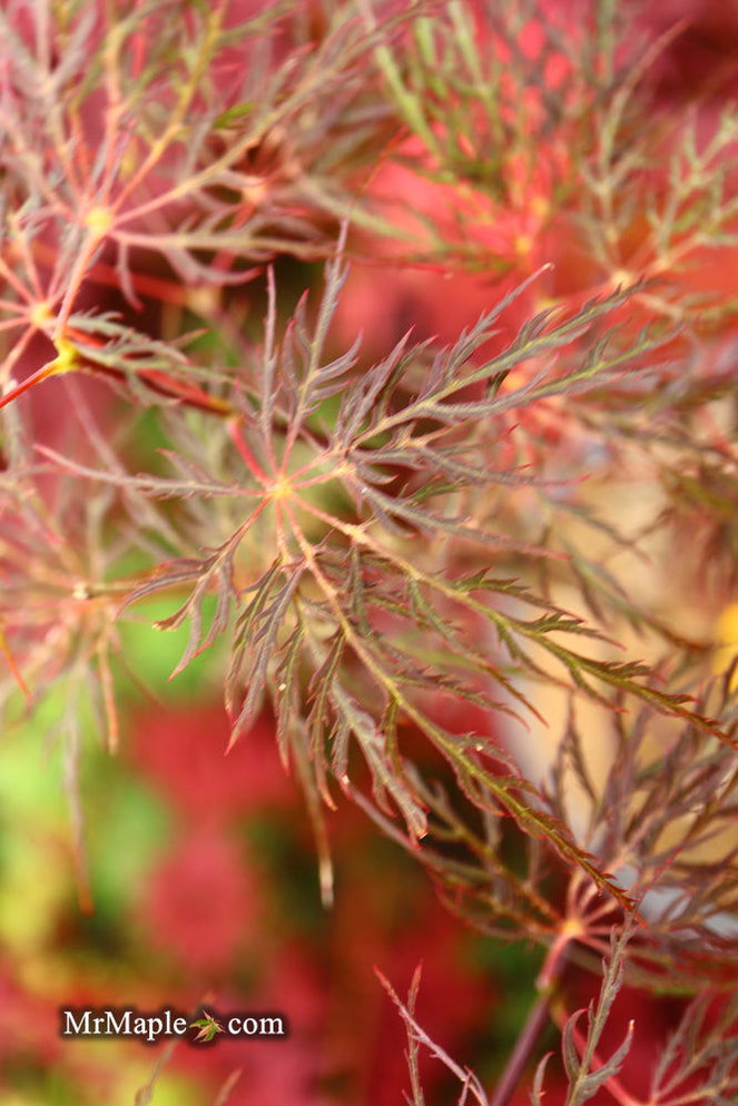 Buy Acer palmatum 'Red Feathers’ Dwarf Japanese Maple — Mr Maple │ Buy ...