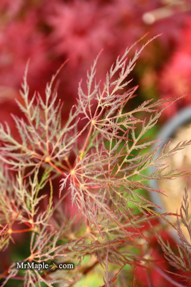 Buy Acer palmatum 'Red Feathers’ Dwarf Japanese Maple — Mr Maple │ Buy ...