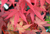 Buy Acer palmatum 'Red Flash' Japanese Maple — Mr Maple │ Buy Japanese ...