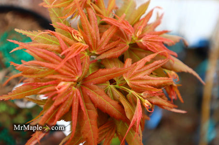 Buy Acer palmatum 'Red Panda' Japanese maple — Mr Maple │ Buy Japanese ...