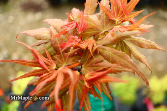 Buy Acer palmatum 'Red Panda' Japanese maple — Mr Maple │ Buy Japanese ...