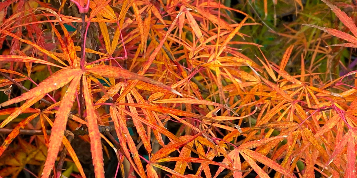 Buy Acer palmatum 'Red Pygmy' Strapleaf Japanese Maple — Mr Maple │ Buy ...