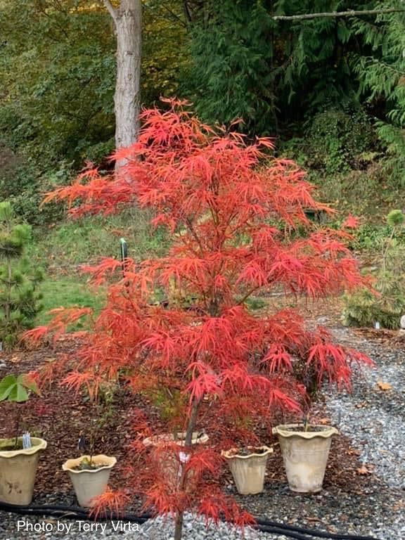 Buy Acer palmatum 'Red Pygmy' Strapleaf Japanese Maple — Mr Maple │ Buy ...