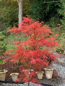 Buy Acer palmatum 'Red Pygmy' Strapleaf Japanese Maple — Mr Maple │ Buy ...