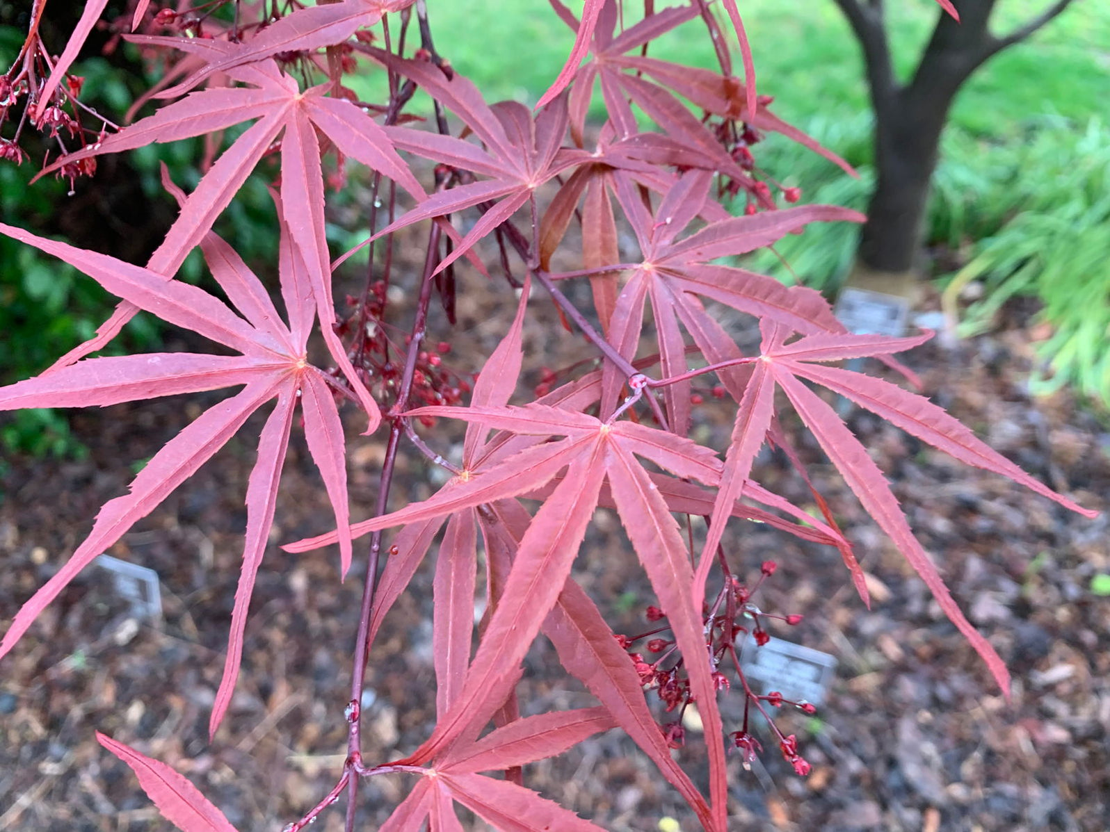 Buy Acer palmatum 'Red Pygmy' Strapleaf Japanese Maple — Mr Maple │ Buy ...