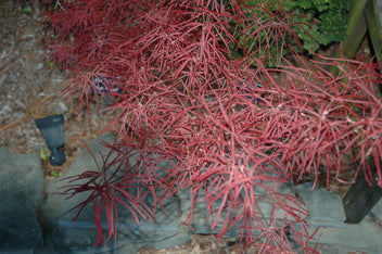 Buy Acer palmatum 'Red Pygmy' Strapleaf Japanese Maple — Mr Maple │ Buy ...