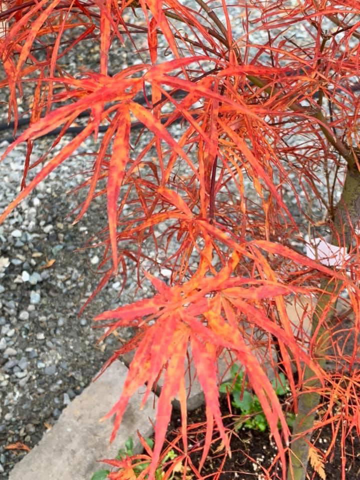 Buy Acer palmatum 'Red Pygmy' Strapleaf Japanese Maple — Mr Maple │ Buy ...
