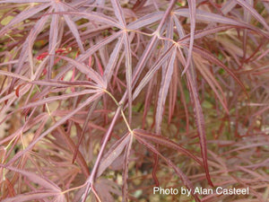 Buy Acer palmatum 'Red Pygmy' Strapleaf Japanese Maple — Mr Maple │ Buy ...