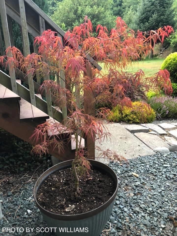 Buy Acer palmatum 'Red Pygmy' Strapleaf Japanese Maple — Mr Maple │ Buy ...