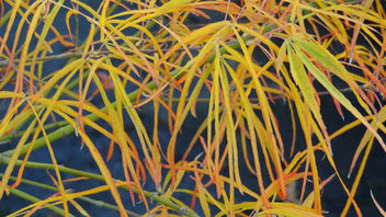 Buy Acer palmatum 'Red Pygmy' Strapleaf Japanese Maple — Mr Maple │ Buy ...