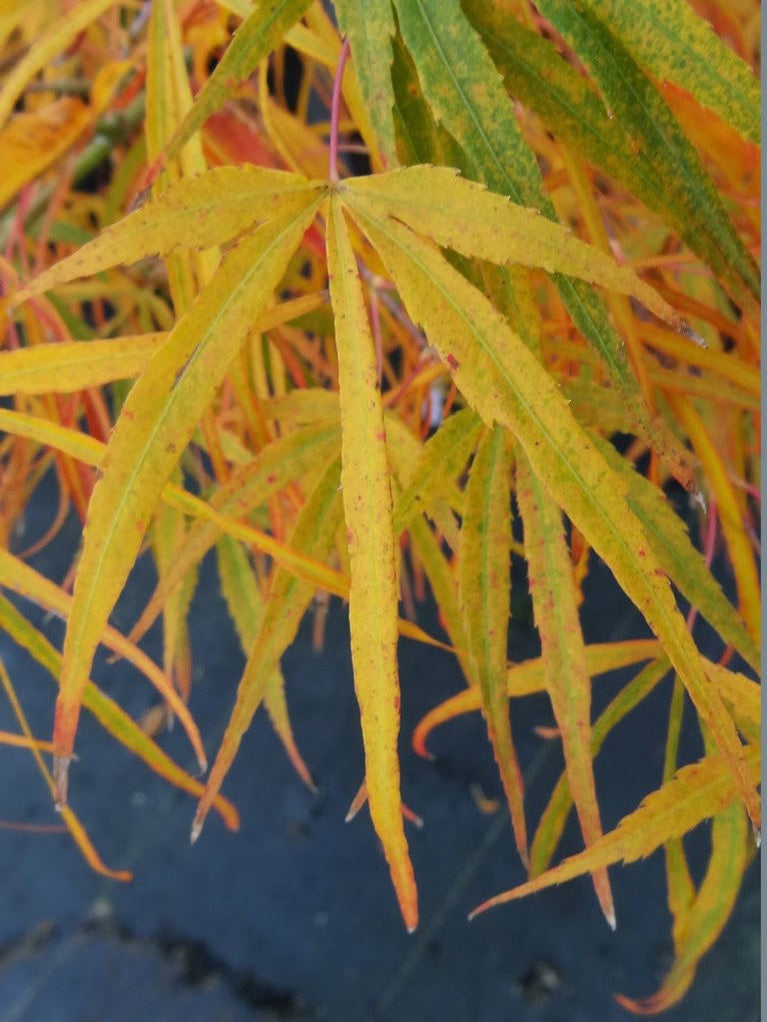 Buy Acer palmatum 'Red Pygmy' Strapleaf Japanese Maple — Mr Maple │ Buy ...