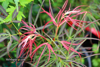 Buy Acer palmatum 'Red Pygmy' Strapleaf Japanese Maple — Mr Maple │ Buy ...
