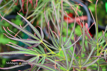 Buy Acer palmatum 'Red Pygmy' Strapleaf Japanese Maple — Mr Maple │ Buy ...
