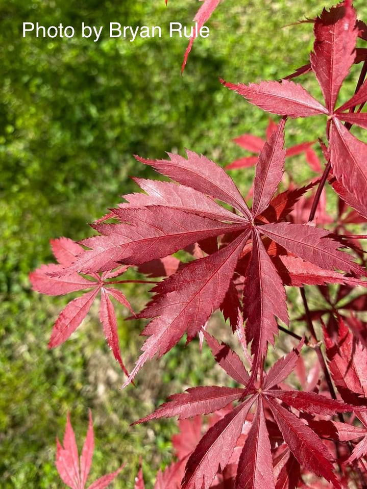 Buy Acer palmatum 'Red Saber' Japanese Maple — Mr Maple │ Buy Japanese ...