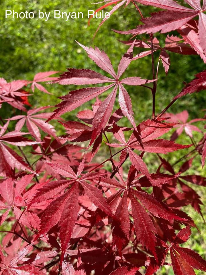 Buy Acer palmatum 'Red Saber' Japanese Maple — Mr Maple │ Buy Japanese ...