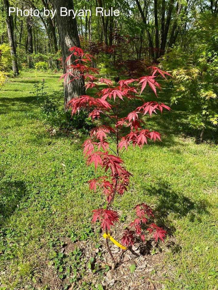 Buy Acer palmatum 'Red Saber' Japanese Maple — Mr Maple │ Buy Japanese ...