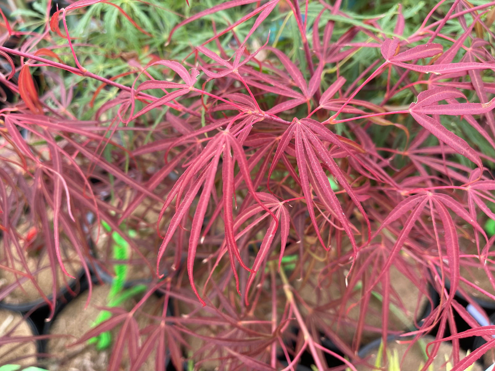 Buy Acer palmatum 'Red Spider' Red Japanese Maple — Mr Maple │ Buy ...