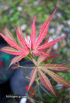 Buy Acer palmatum 'Red Spider' Red Japanese Maple — Mr Maple │ Buy ...