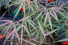 Buy Acer palmatum 'Red Spider' Red Japanese Maple — Mr Maple │ Buy ...