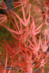 Buy Acer palmatum 'Red Spider' Red Japanese Maple — Mr Maple │ Buy ...