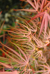 Buy Acer palmatum 'Red Spider' Red Japanese Maple — Mr Maple │ Buy ...