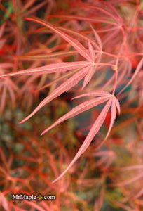 Buy Acer palmatum 'Red Spider' Red Japanese Maple — Mr Maple │ Buy ...