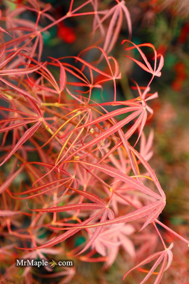 Buy Acer palmatum 'Red Spider' Red Japanese Maple — Mr Maple │ Buy ...