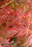 Buy Acer palmatum 'Red Spider' Red Japanese Maple — Mr Maple │ Buy ...