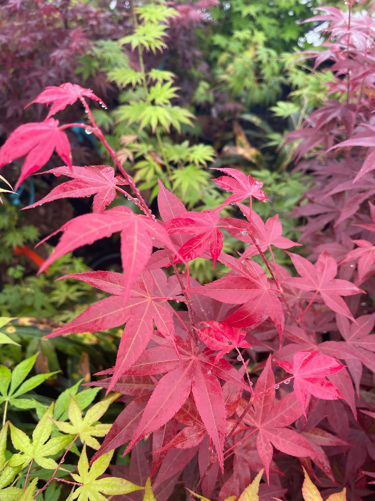 Buy Acer palmatum 'Red Spray' Japanese Maple — Mr Maple │ Buy Japanese ...