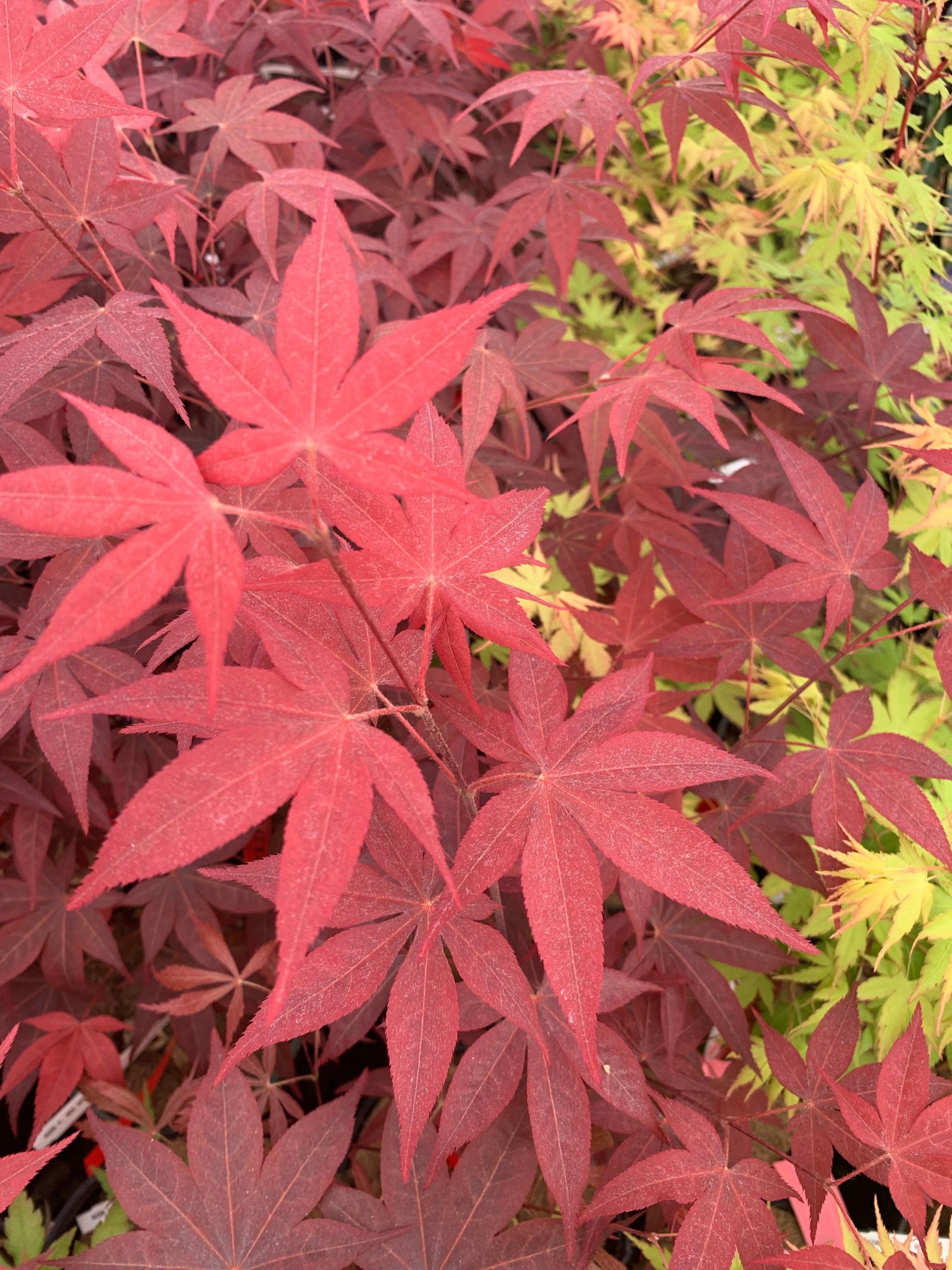 Buy Acer palmatum 'Red Spray' Japanese Maple — Mr Maple │ Buy Japanese ...