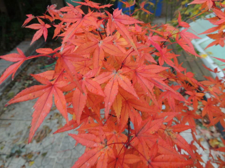 Buy Acer palmatujm 'Red Wine' Red Japanese Maple — Mr Maple │ Buy ...