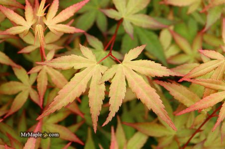 Buy Acer palmatujm 'Red Wine' Red Japanese Maple — Mr Maple │ Buy ...