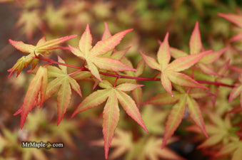 Buy Acer palmatujm 'Red Wine' Red Japanese Maple — Mr Maple │ Buy ...