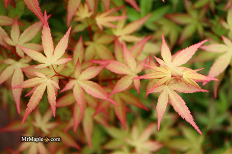 Buy Acer palmatujm 'Red Wine' Red Japanese Maple — Mr Maple │ Buy ...