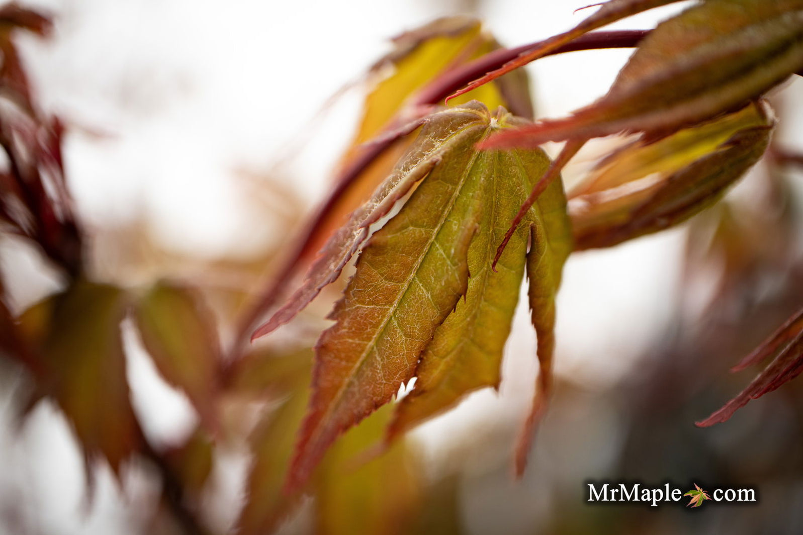 Buy Acer palmatujm 'Red Wine' Red Japanese Maple — Mr Maple │ Buy ...