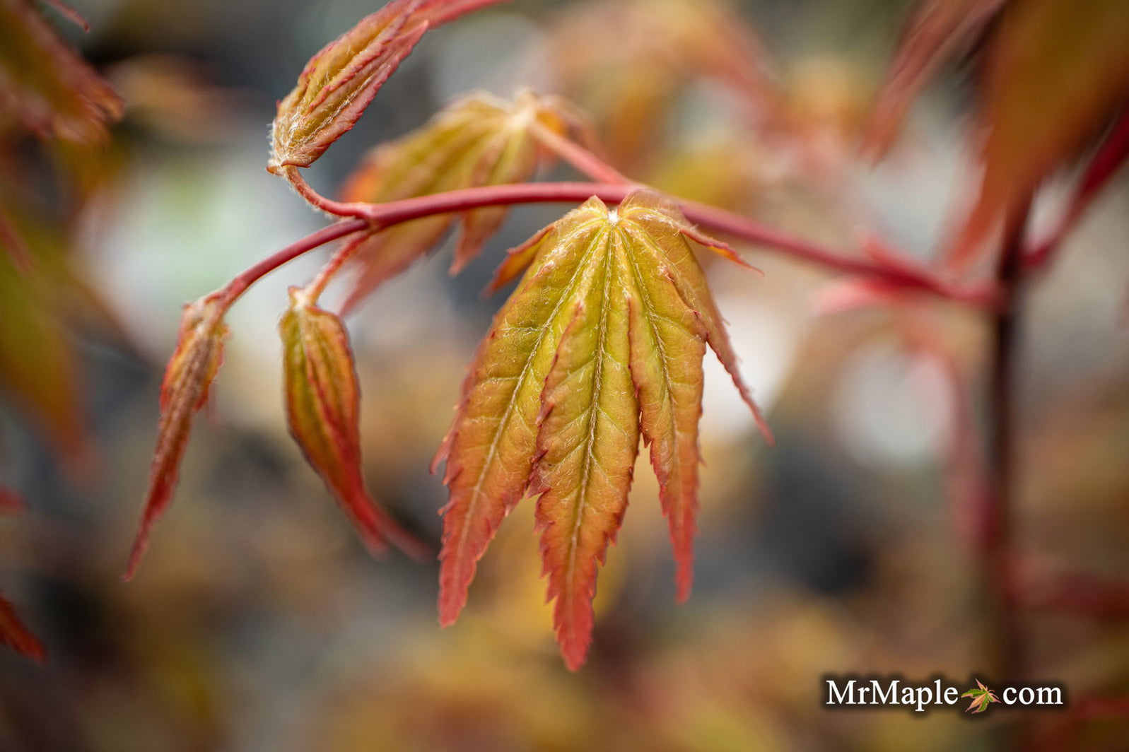 Buy Acer palmatujm 'Red Wine' Red Japanese Maple — Mr Maple │ Buy ...